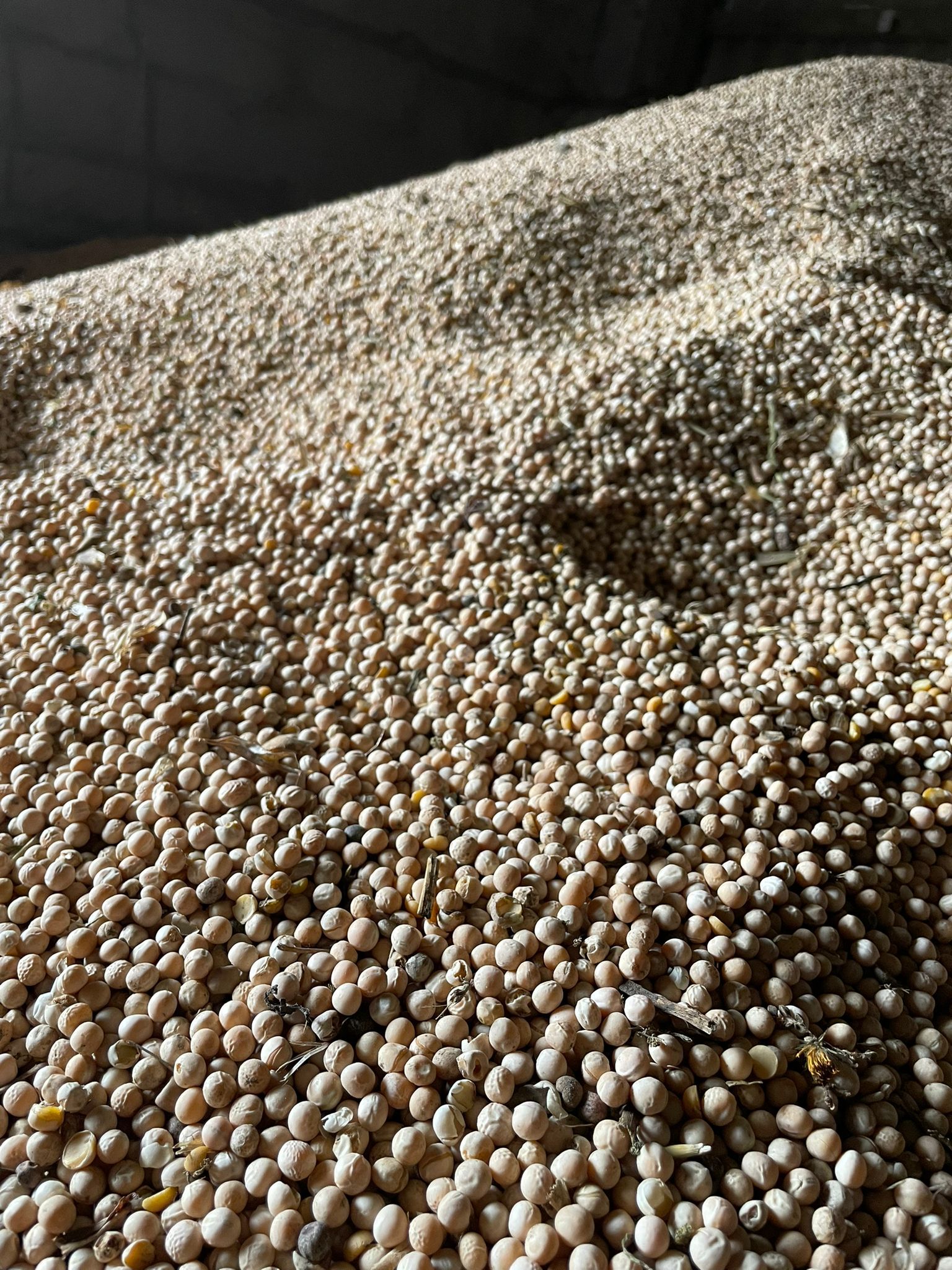 Organic peas – BioBidGrain