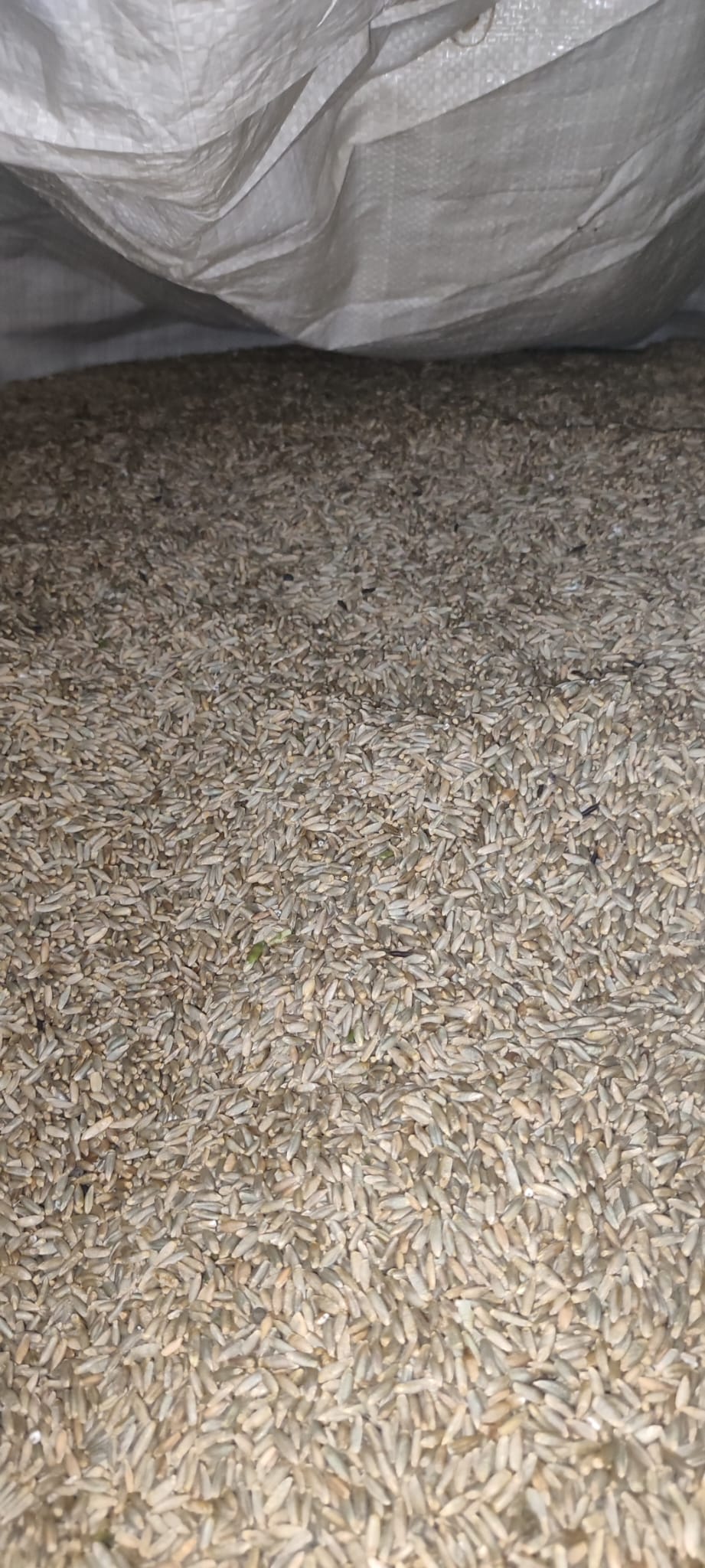 Organic rye – BioBidGrain